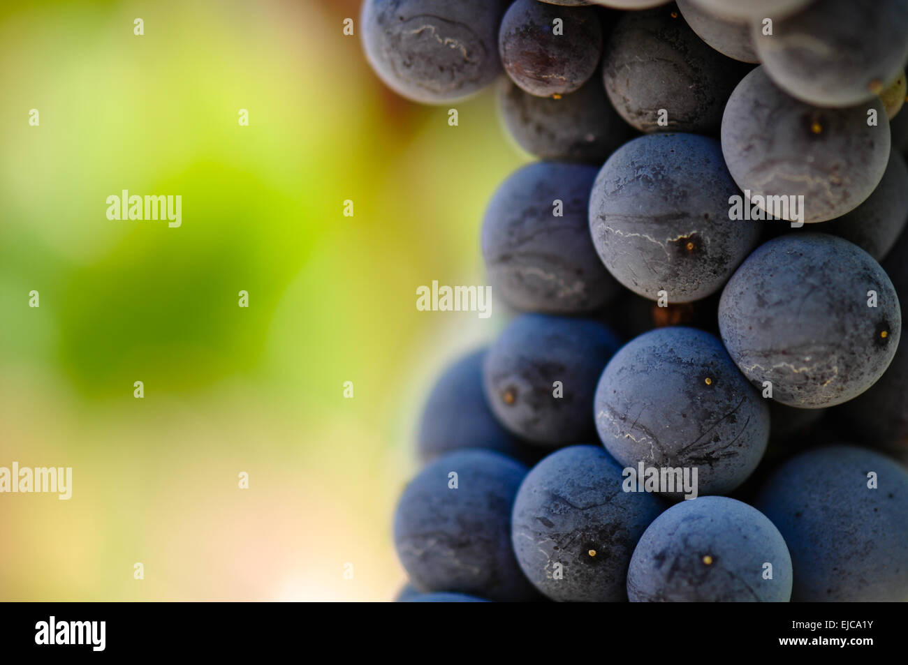 Close up fresh red grapes hi-res stock photography and images - Alamy