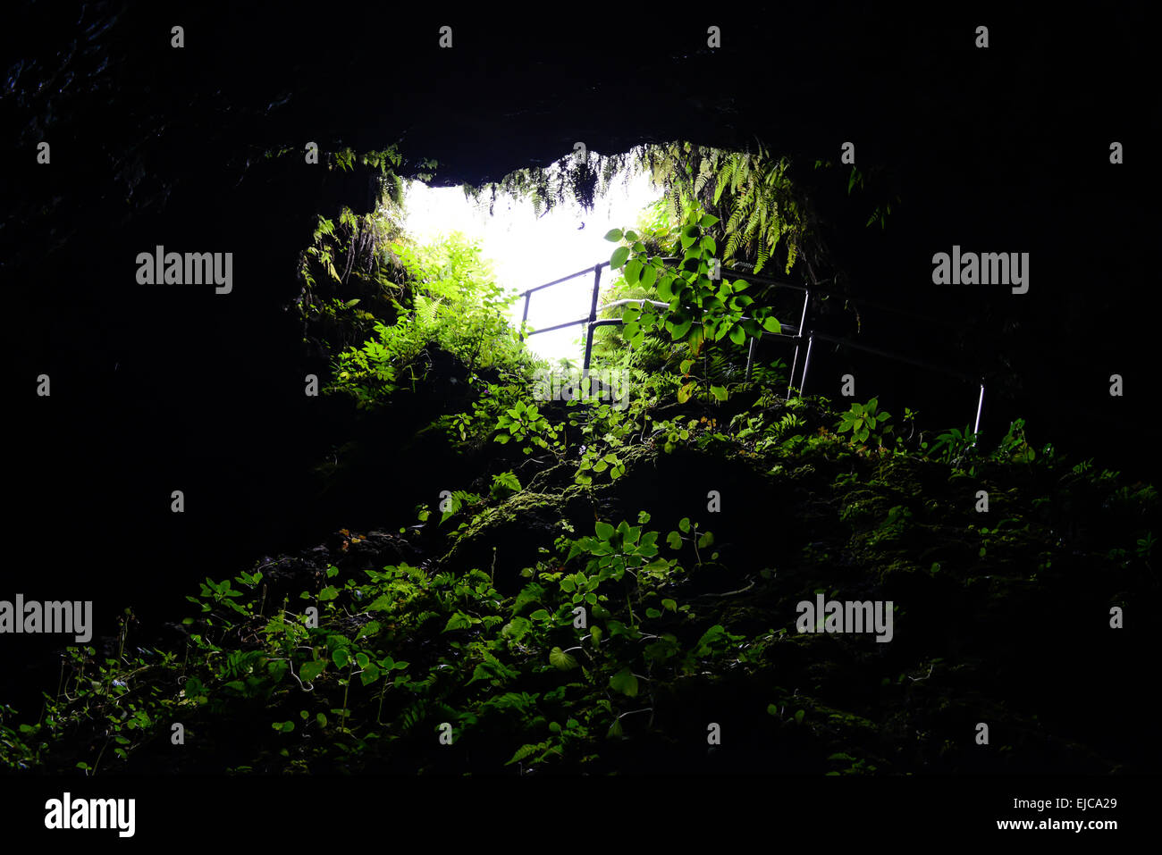 Underground ecosystem hi-res stock photography and images - Alamy