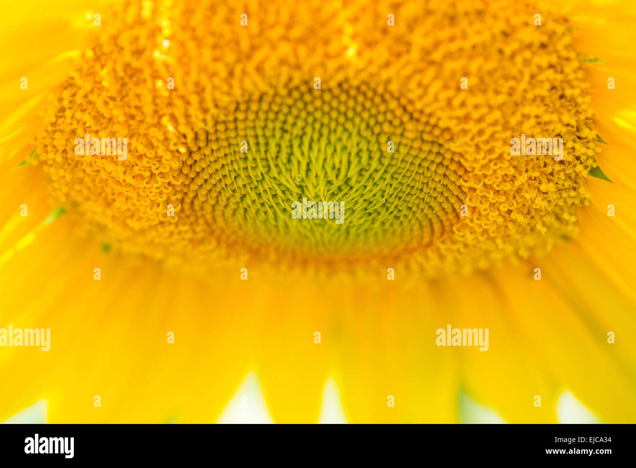 Sunflower close up middle hi-res stock photography and images - Alamy