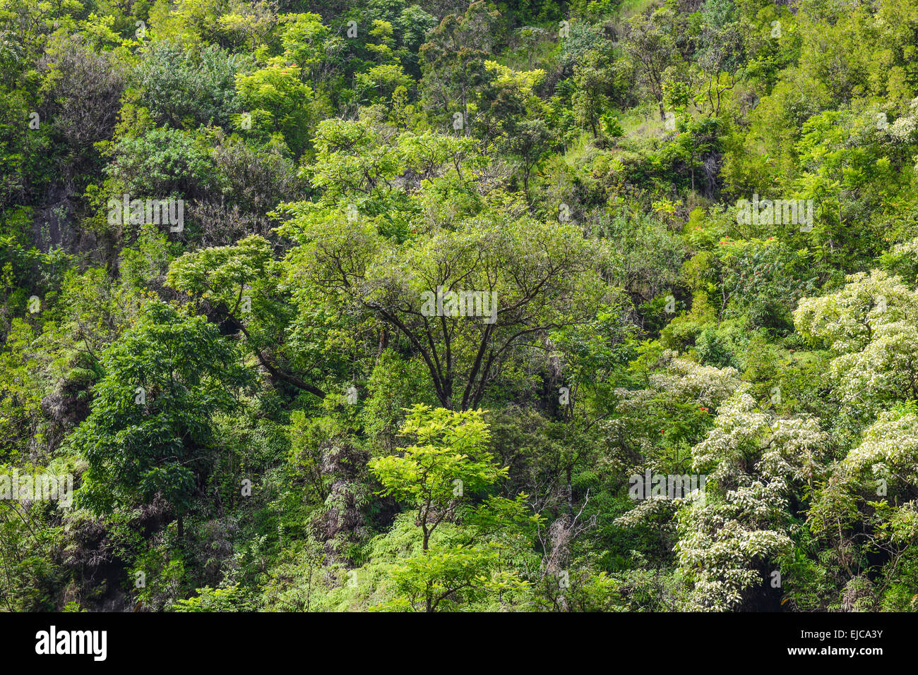 Tropical Rain Forest Background Stock Photo - Alamy