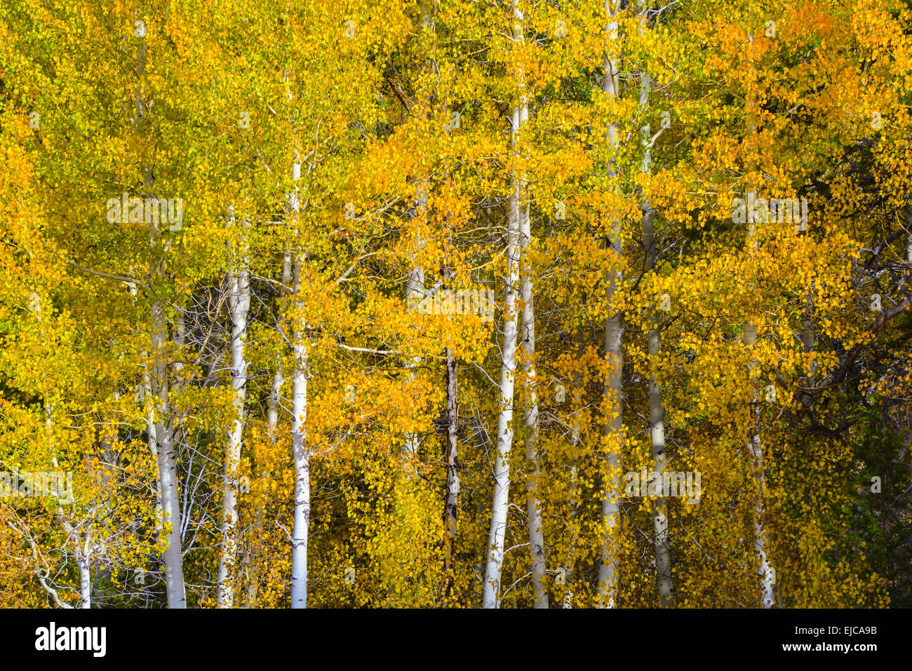 Aspen Trees in Autumn Stock Photo - Alamy