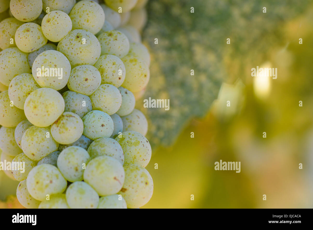 Green Grapes Close Up Stock Photo - Alamy