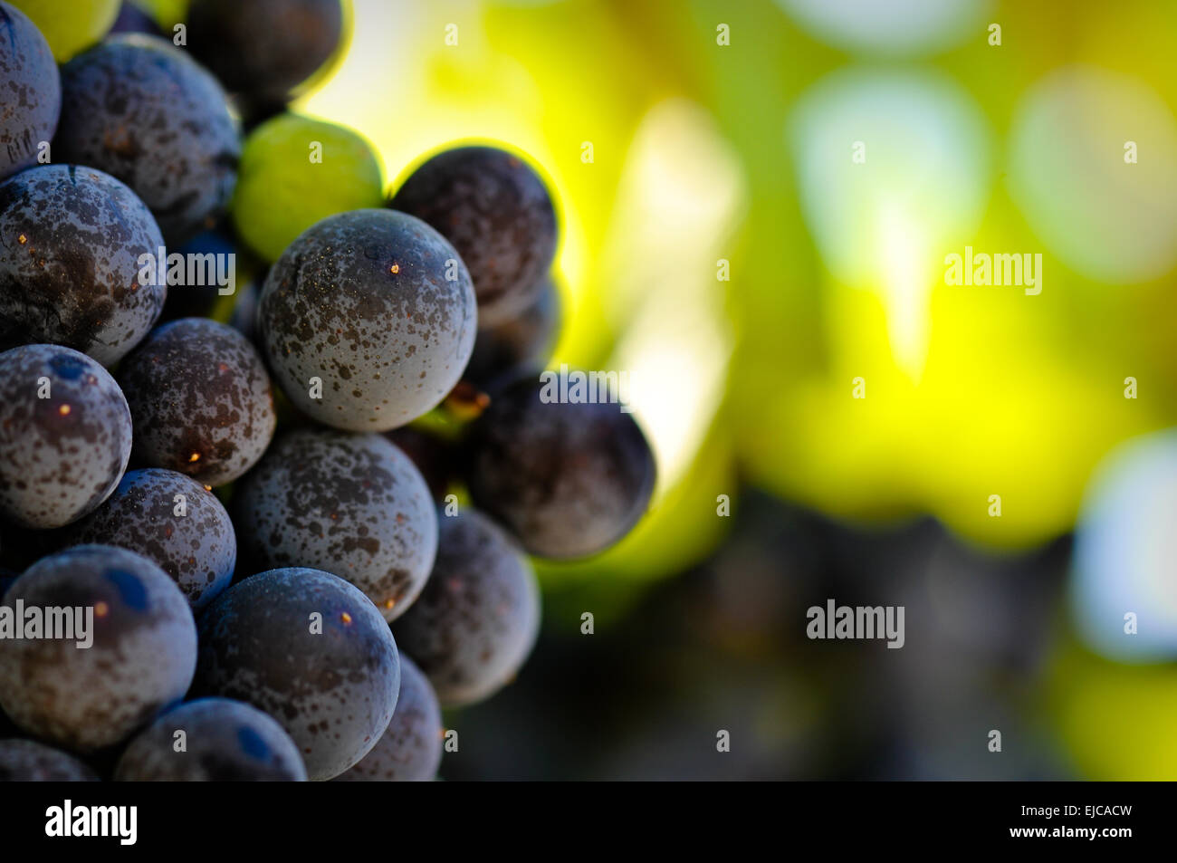 Grapes close hi-res stock photography and images - Alamy