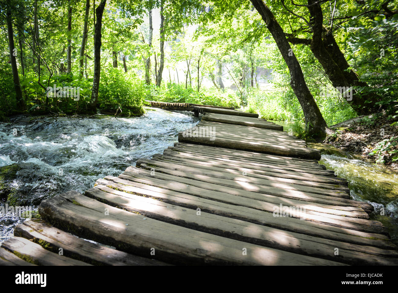 Hiking Trail in the Forest Stock Photo - Alamy