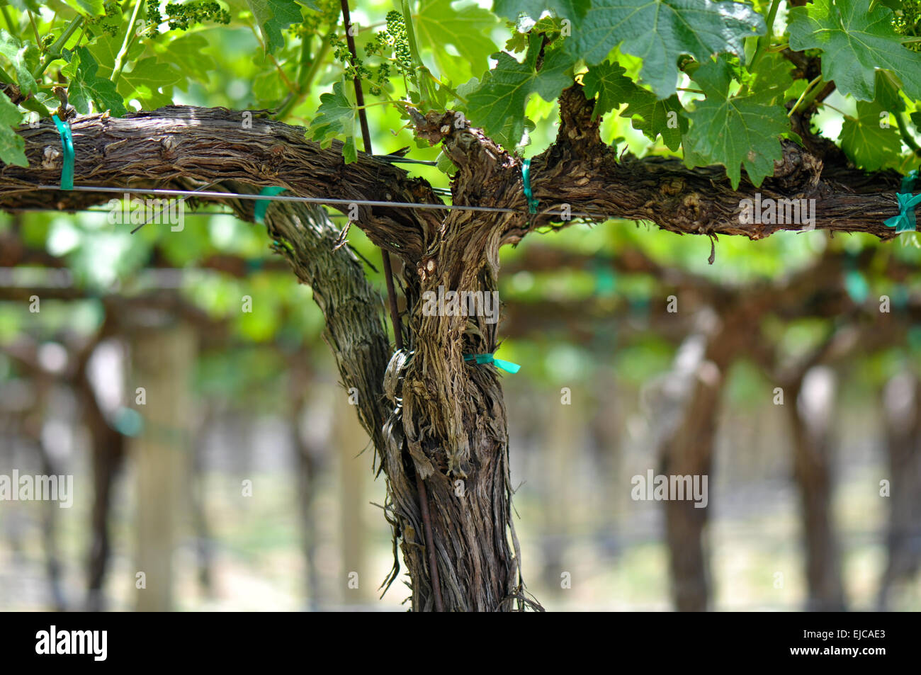 Lush grapevine hi-res stock photography and images - Alamy