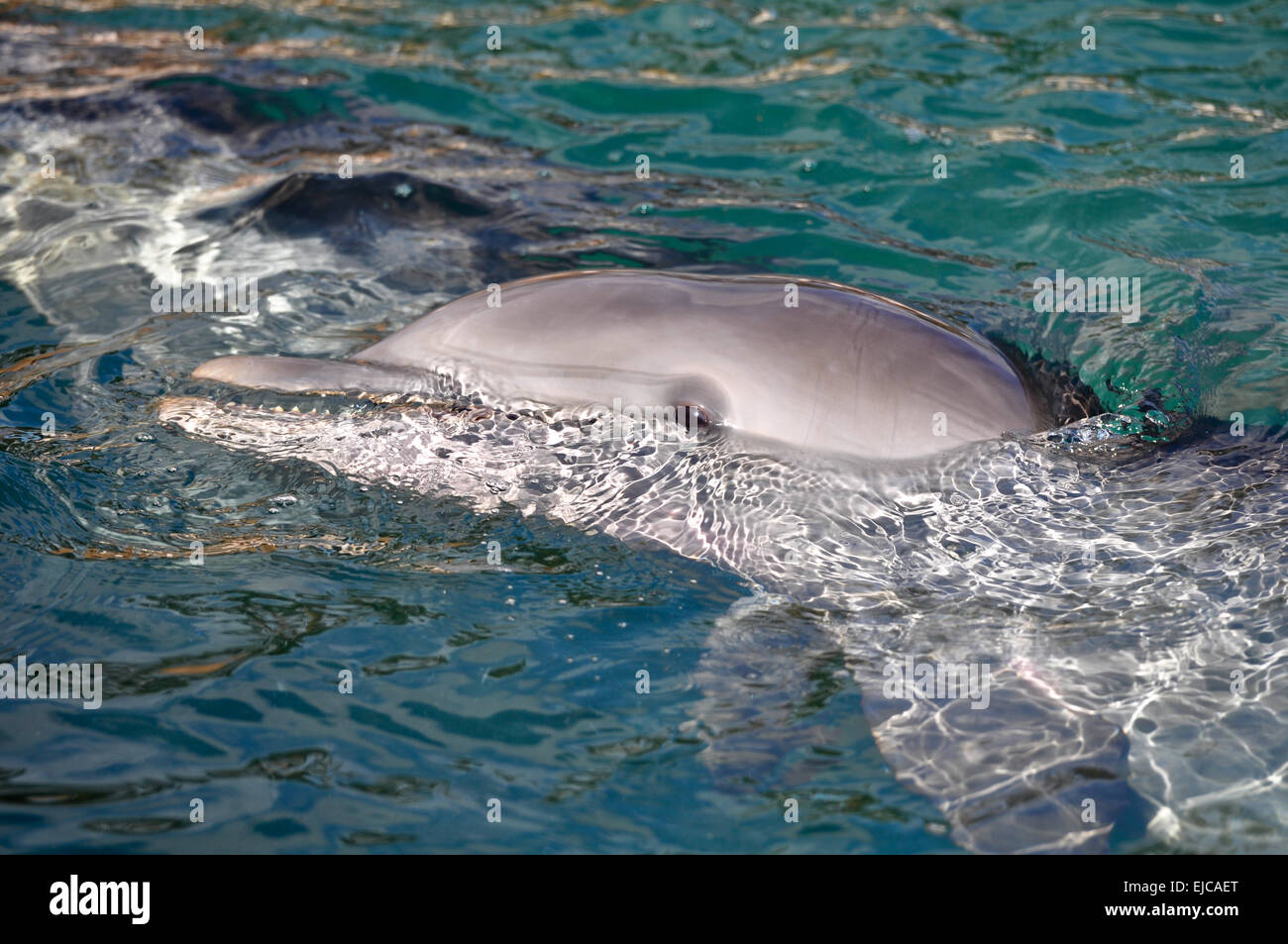 Dolphin underwater bottlenose wild face hi-res stock photography and ...