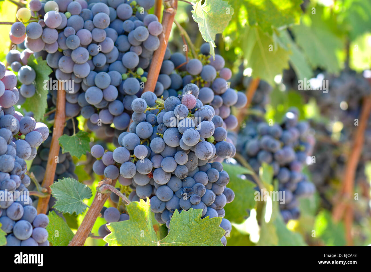 Red Wine Grapes Stock Photo - Alamy