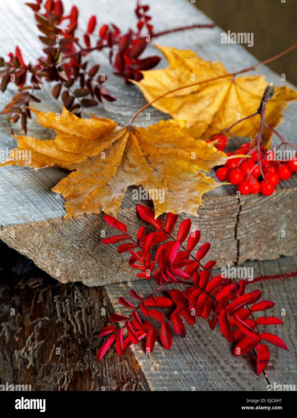 Dry leaf colors hi-res stock photography and images - Alamy