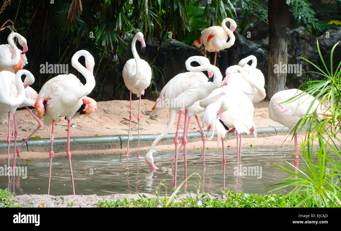 Pink flamingos at sunset hi-res stock photography and images - Alamy