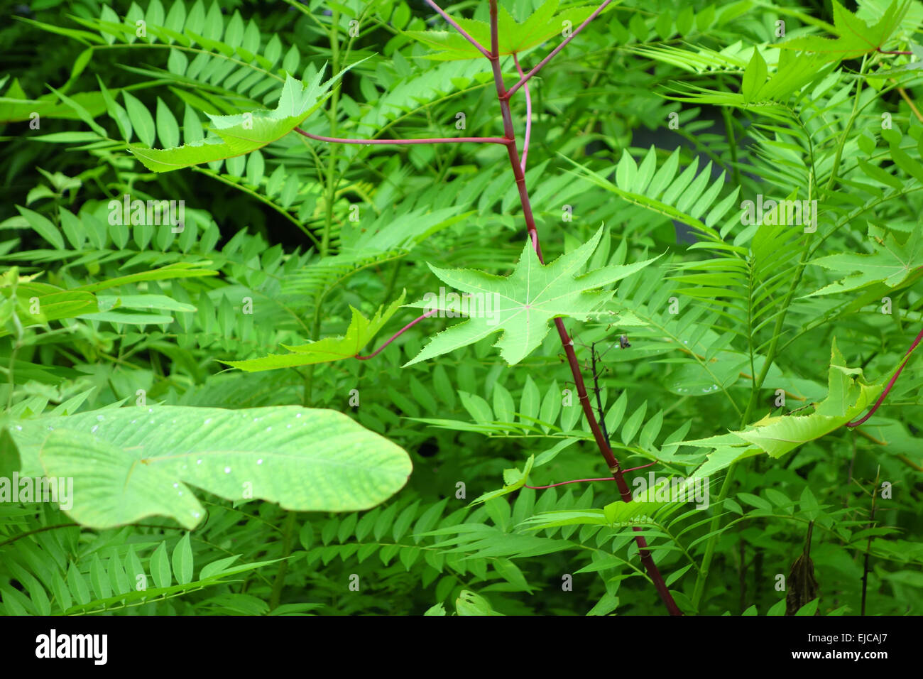 Grass with fern background hi-res stock photography and images - Alamy