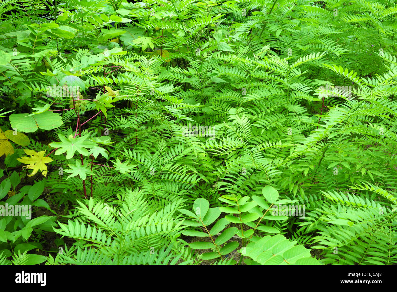 Grass with fern background hi-res stock photography and images - Alamy