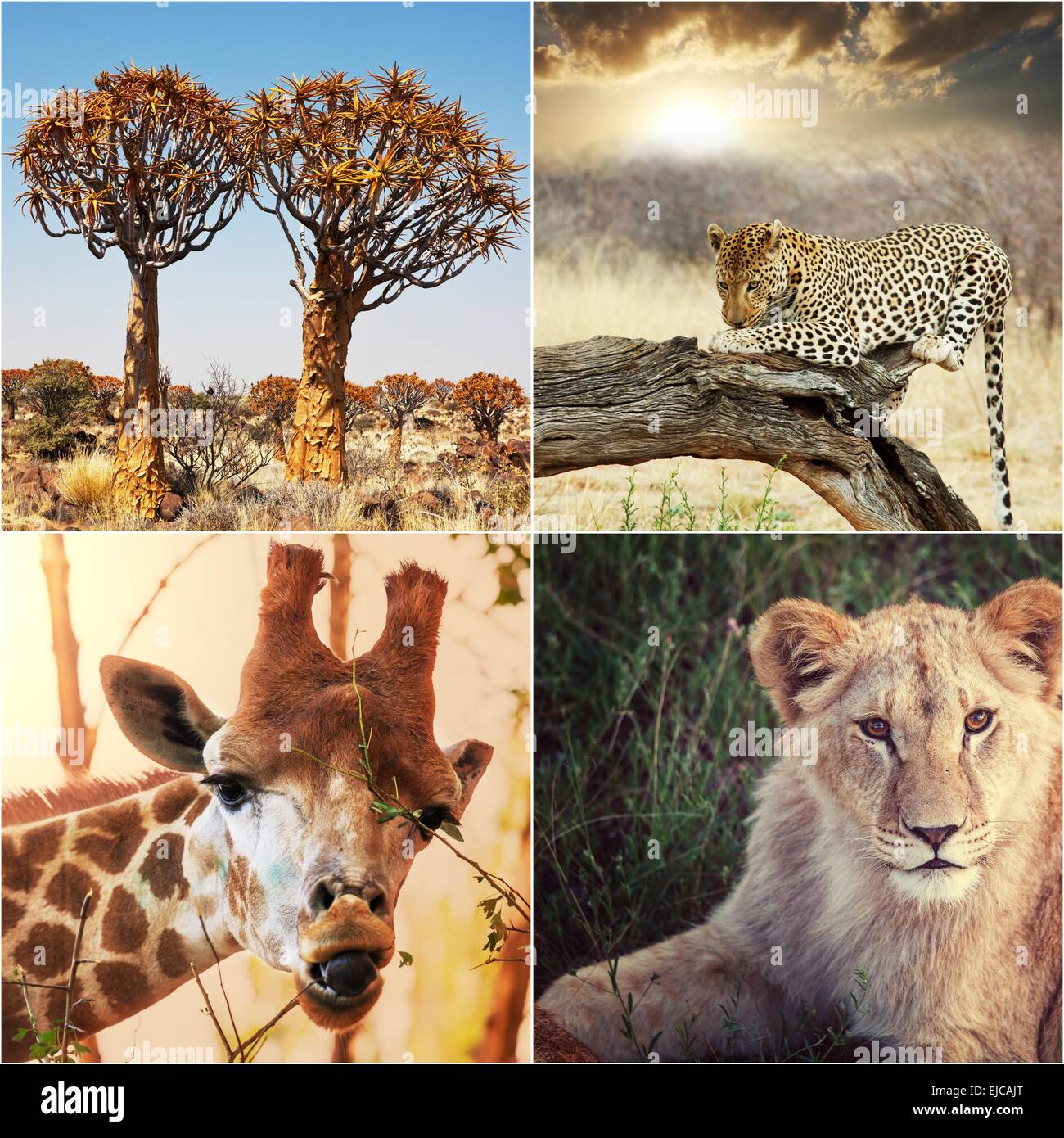 African wild animals safari collage hi-res stock photography and images ...