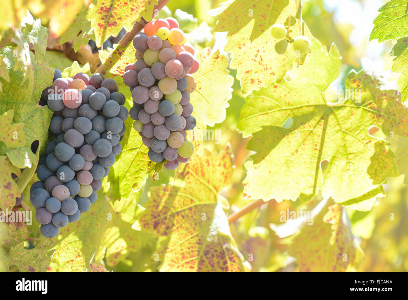 Grapes on the Vine Stock Photo - Alamy
