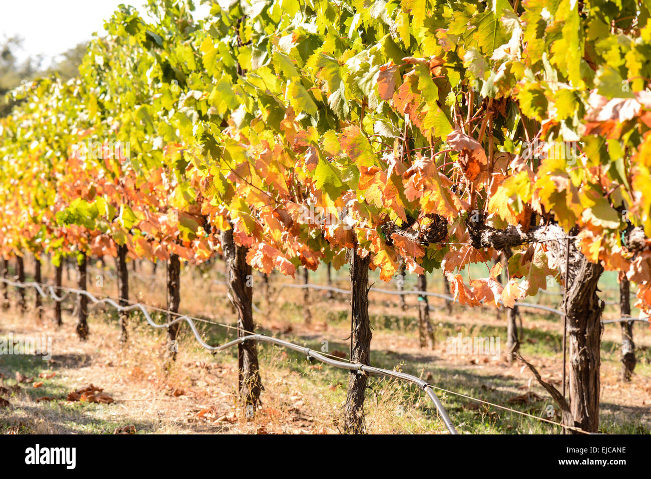 Vineyard in the Fall Stock Photo - Alamy