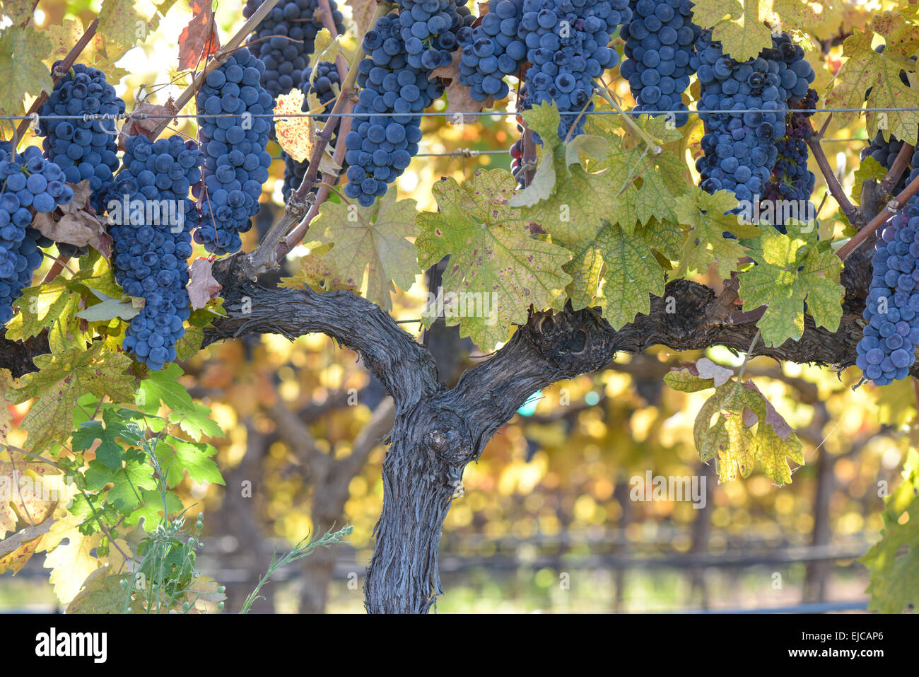 Grapes on the Vine Stock Photo - Alamy