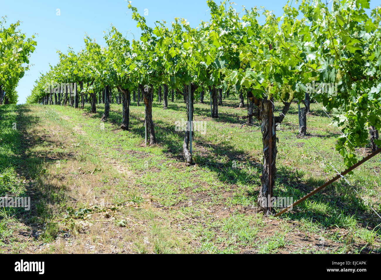 Grapevines in the Spring Stock Photo - Alamy