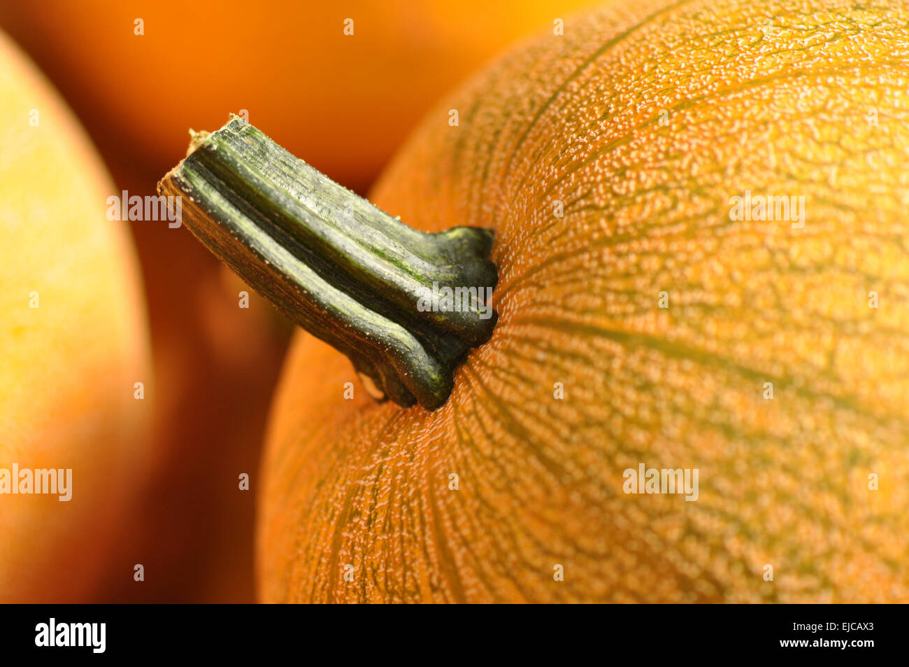 Pumpkin Close Up Stock Photo - Alamy