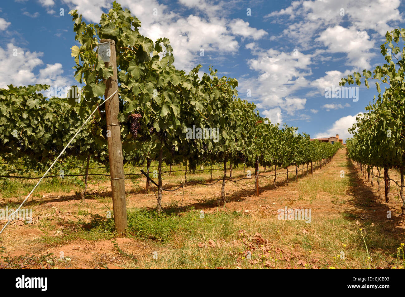 Wine Vineyard with Blue Sky and Clouds Stock Photo - Alamy