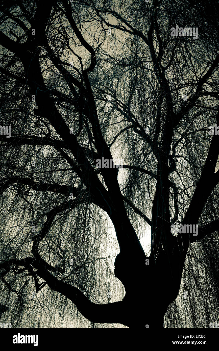 Scary Weeping Willow Tree Stock Photo - Alamy