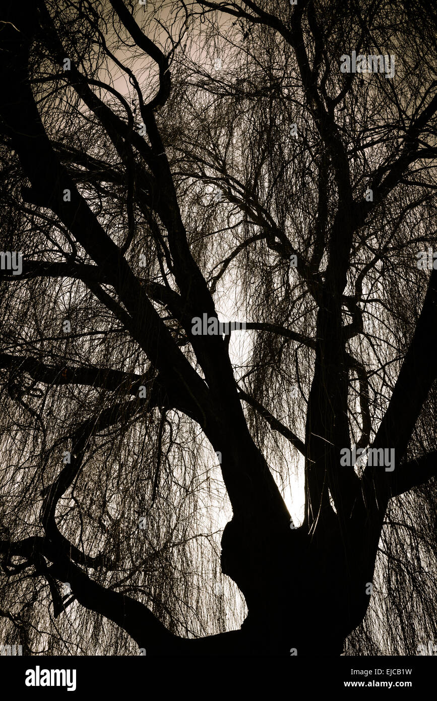 Scary Weeping Willow Tree Stock Photo - Alamy