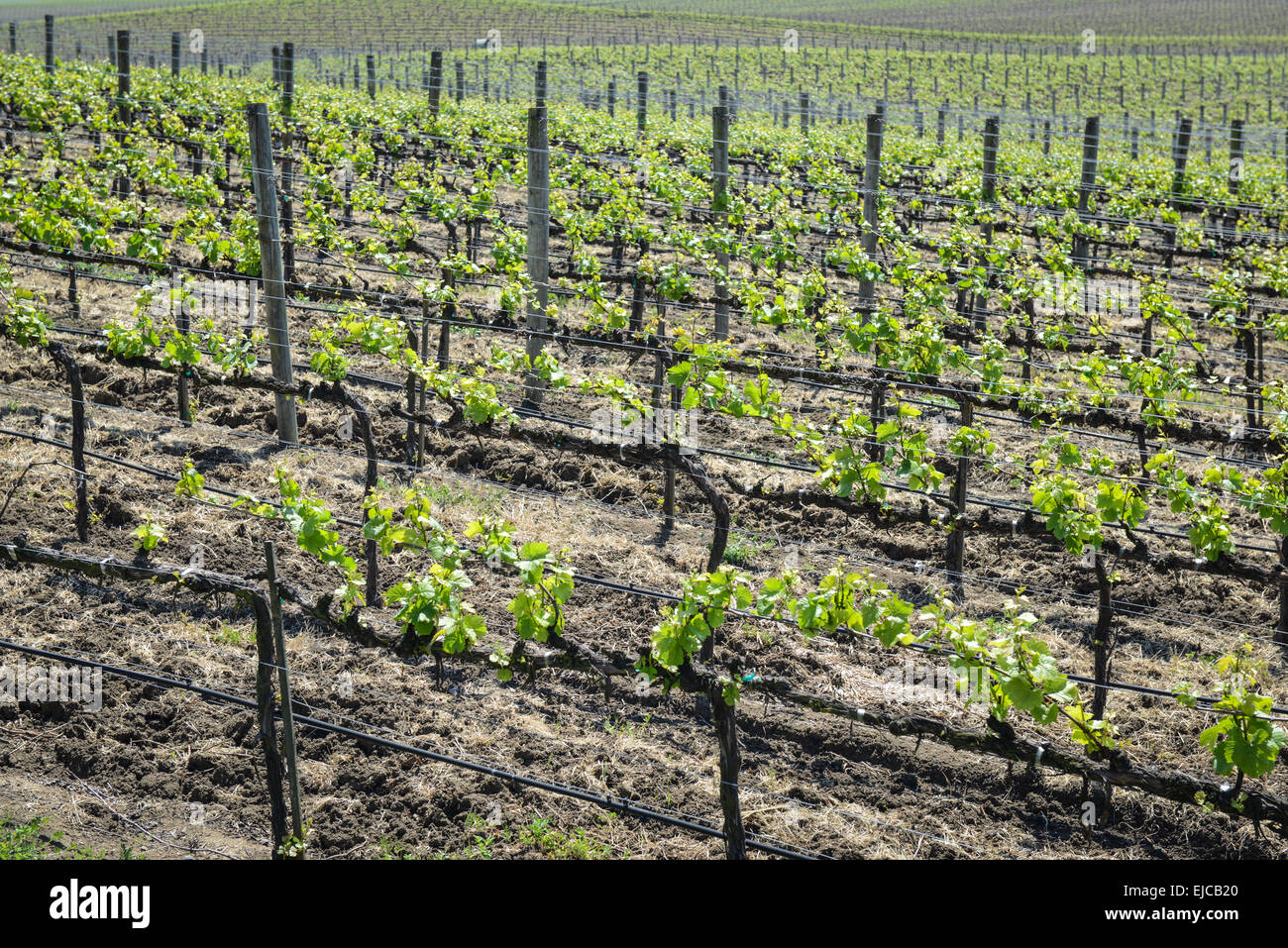 Grapevines in California Stock Photo - Alamy