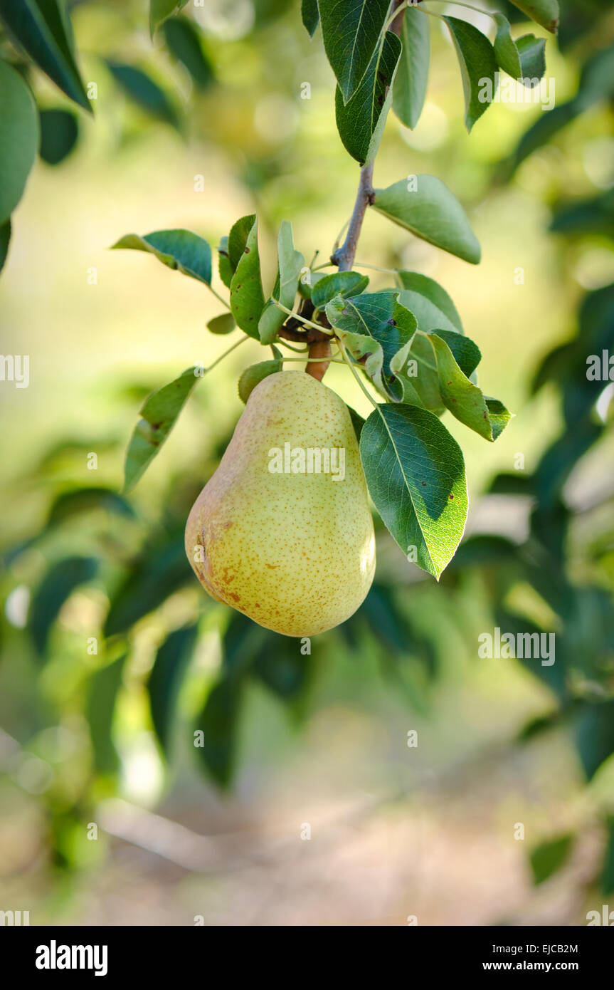 Pear hanging from a branch Stock Photo - Alamy
