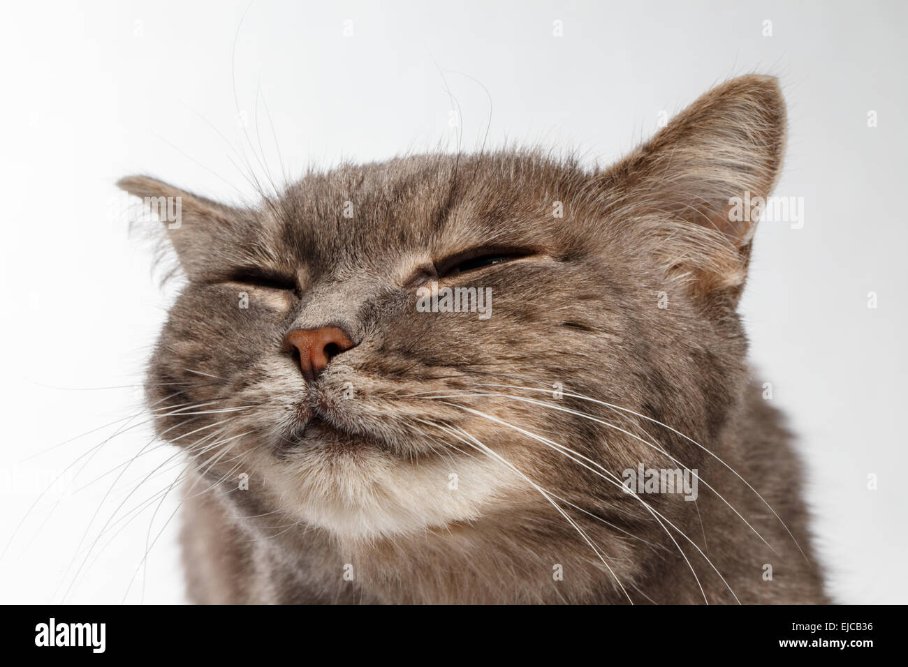 gray cat rather squints and smiling Stock Photo - Alamy