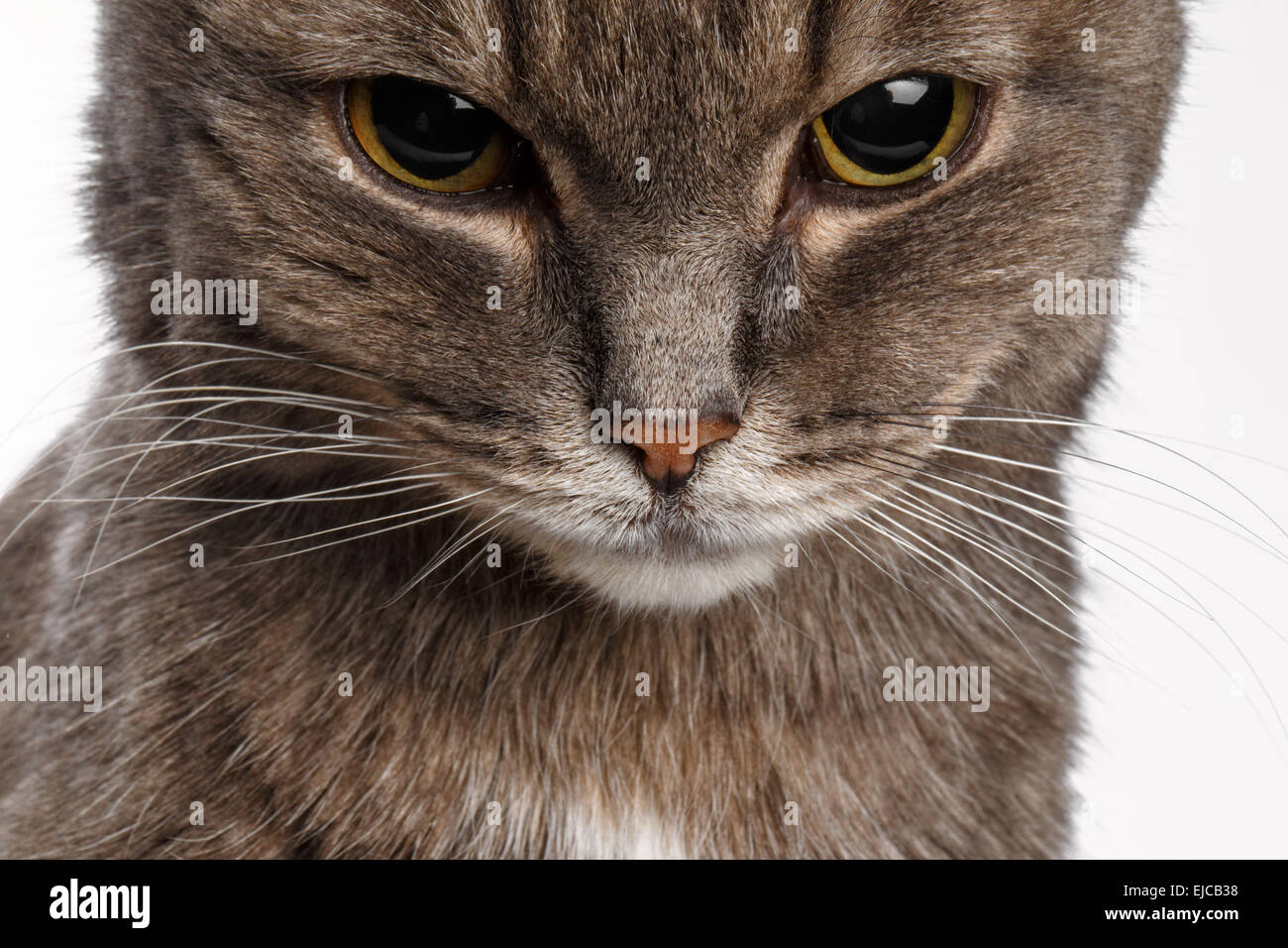 Head lowered hi-res stock photography and images - Alamy