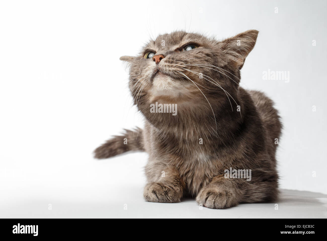Gray smiling cat hi-res stock photography and images - Alamy
