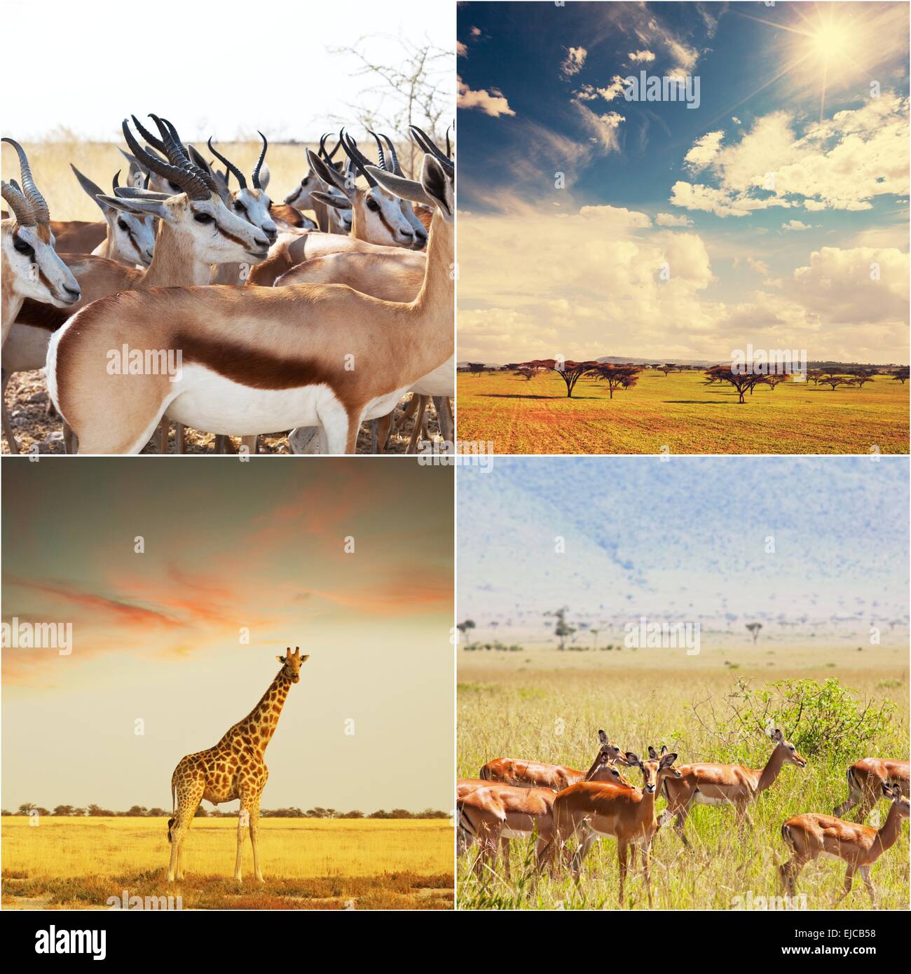 African wild animals safari collage hi-res stock photography and images ...