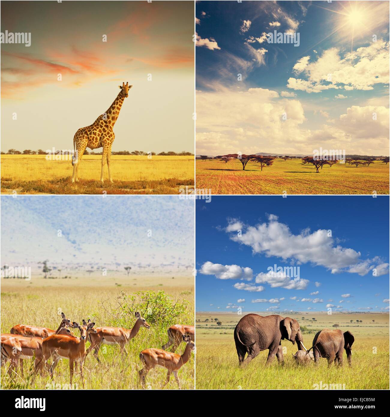 African wild animals safari collage hi-res stock photography and images ...