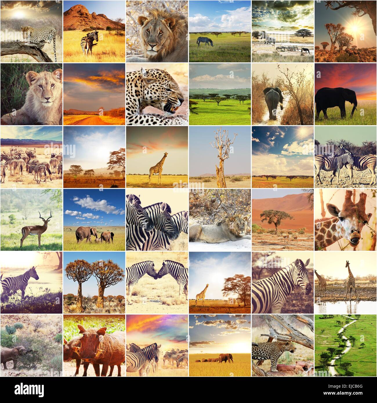 African wild animals safari collage hi-res stock photography and images ...
