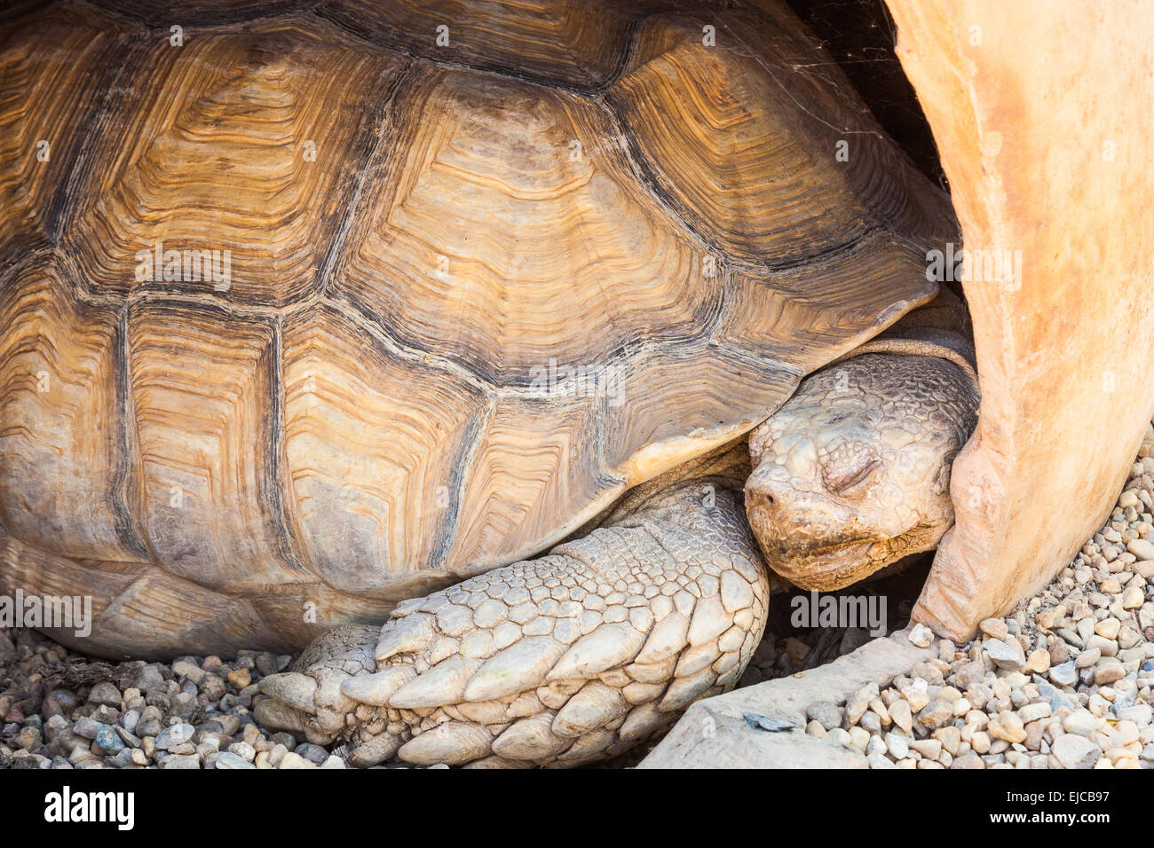 African Spurred Tortoise Stock Photo - Alamy