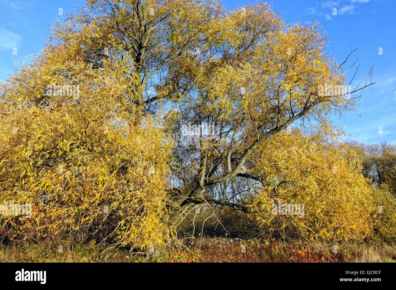 golden old willow tree Stock Photo - Alamy