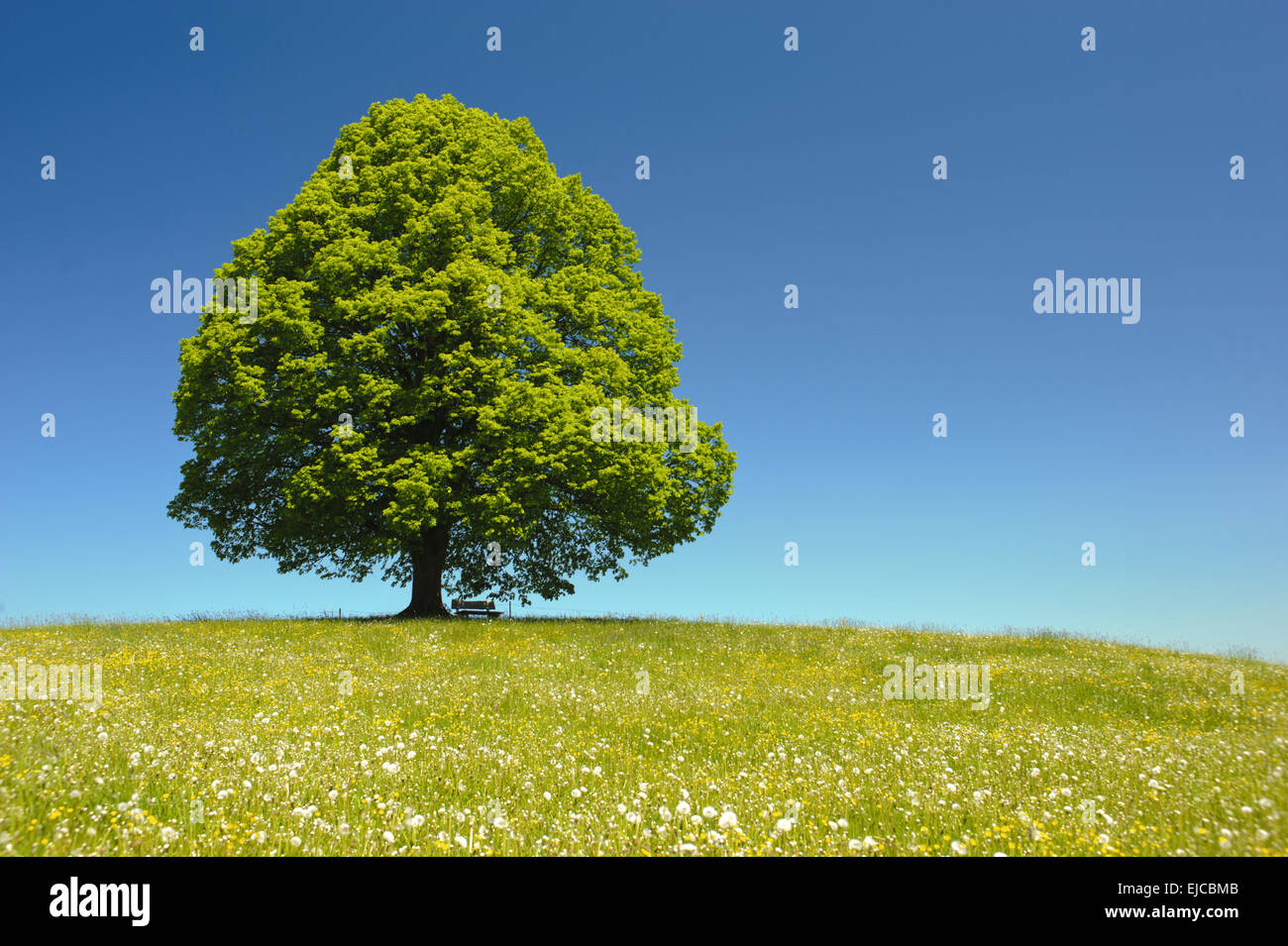 single big old linden tree at spring Stock Photo - Alamy