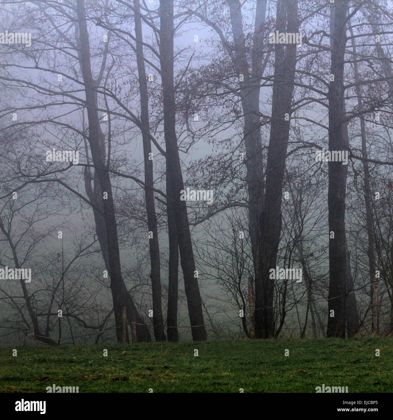Fog in trees hi-res stock photography and images - Alamy