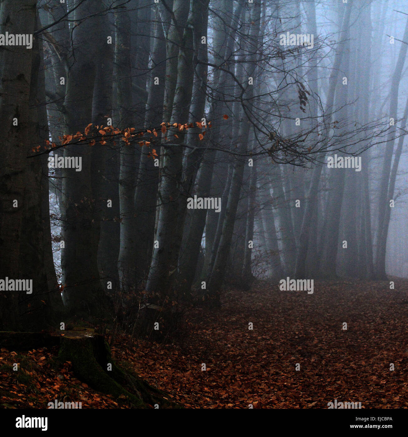 Skeleton in forest hi-res stock photography and images - Alamy