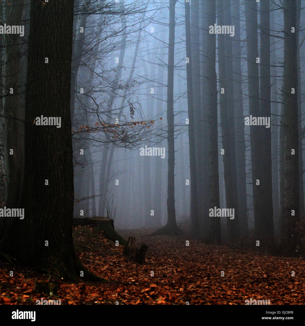 Forest in Fog Stock Photo - Alamy