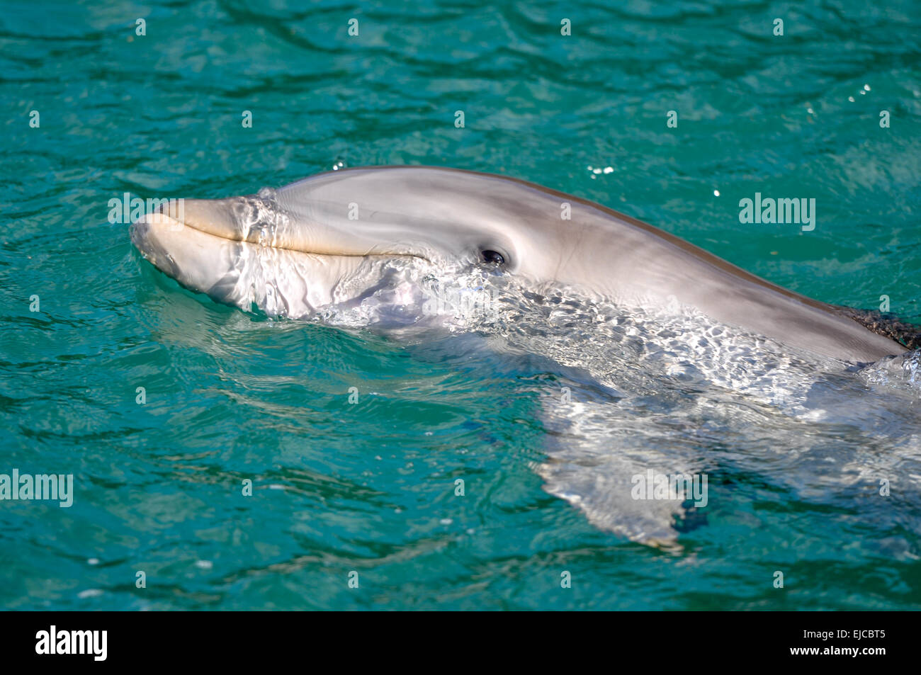 Dolphin Swimming in the Sea Stock Photo - Alamy