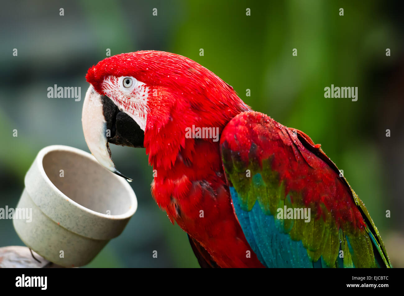 Parrot eating hi-res stock photography and images - Alamy