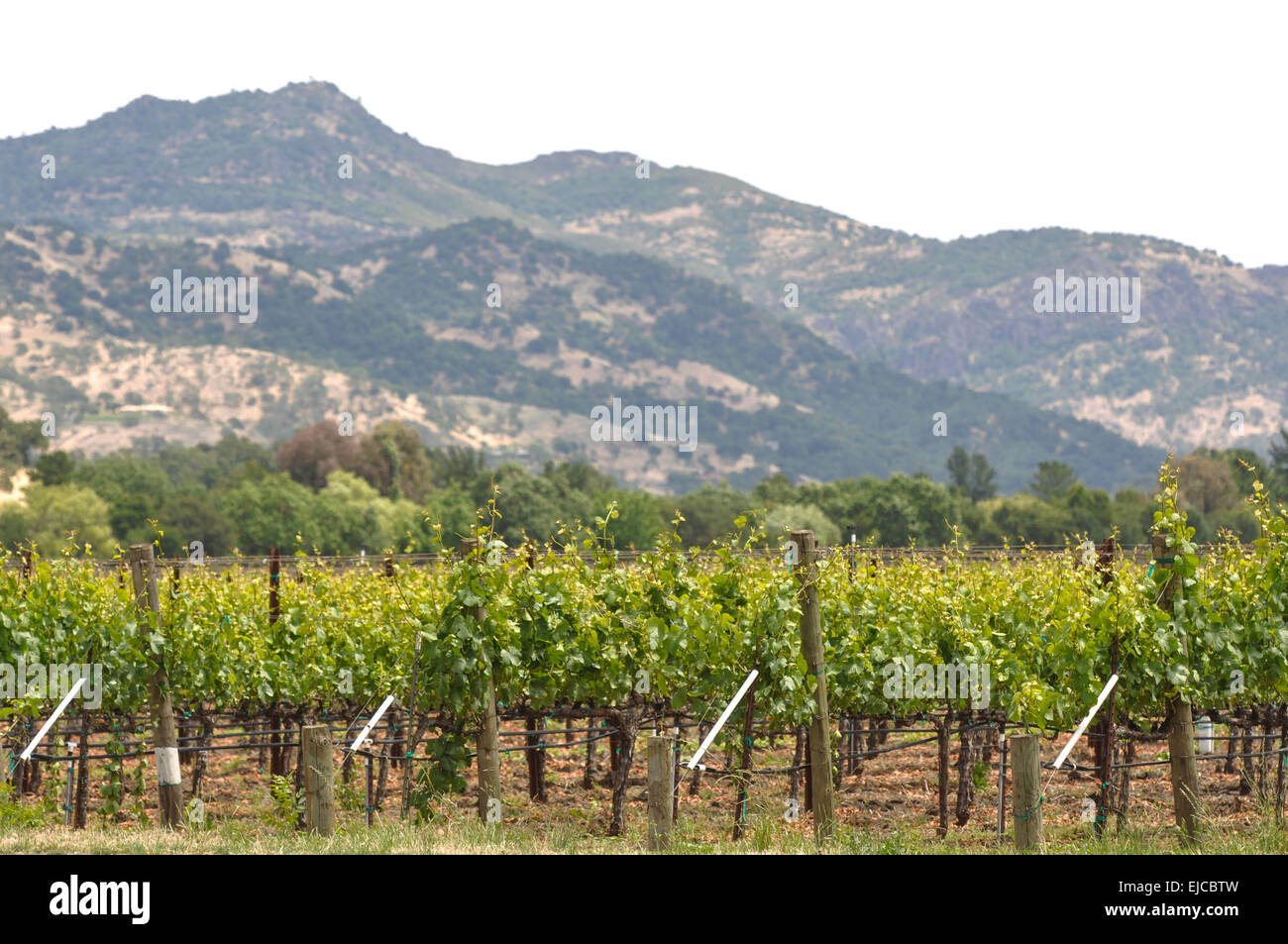 Vineyard in the spring hi-res stock photography and images - Alamy