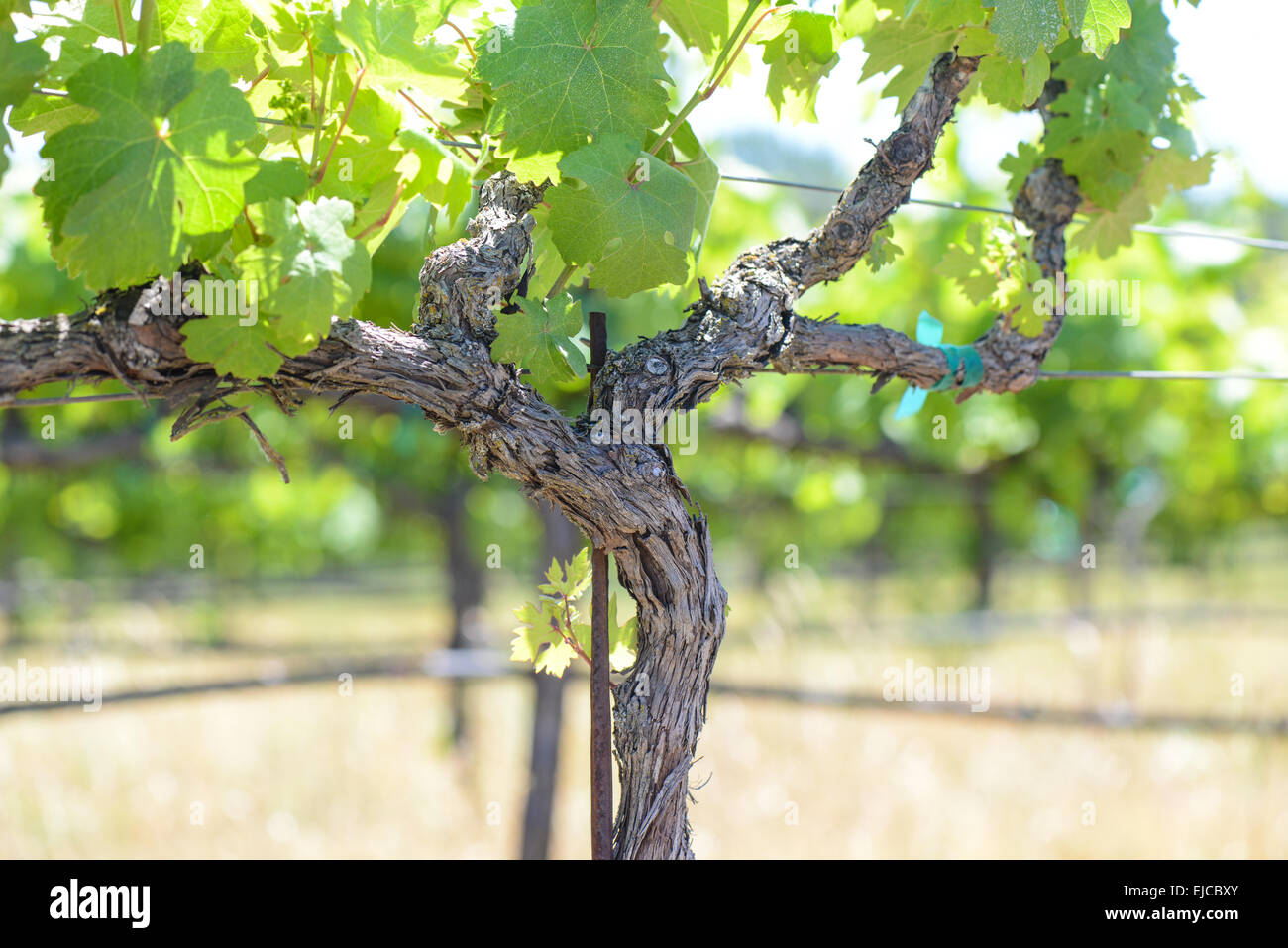 Grape Vine in Spring Napa Stock Photo - Alamy