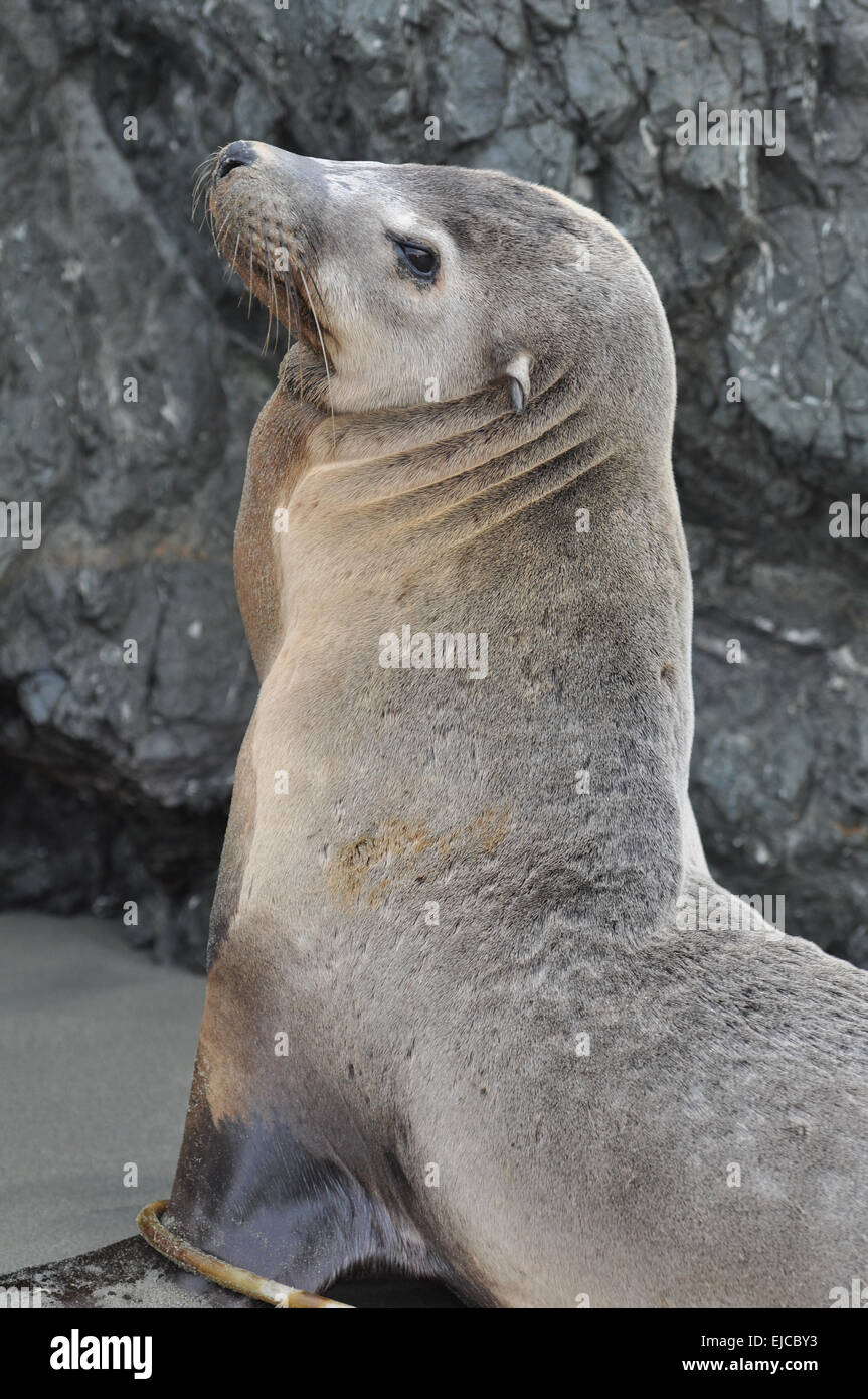 Face sea lion hi-res stock photography and images - Alamy