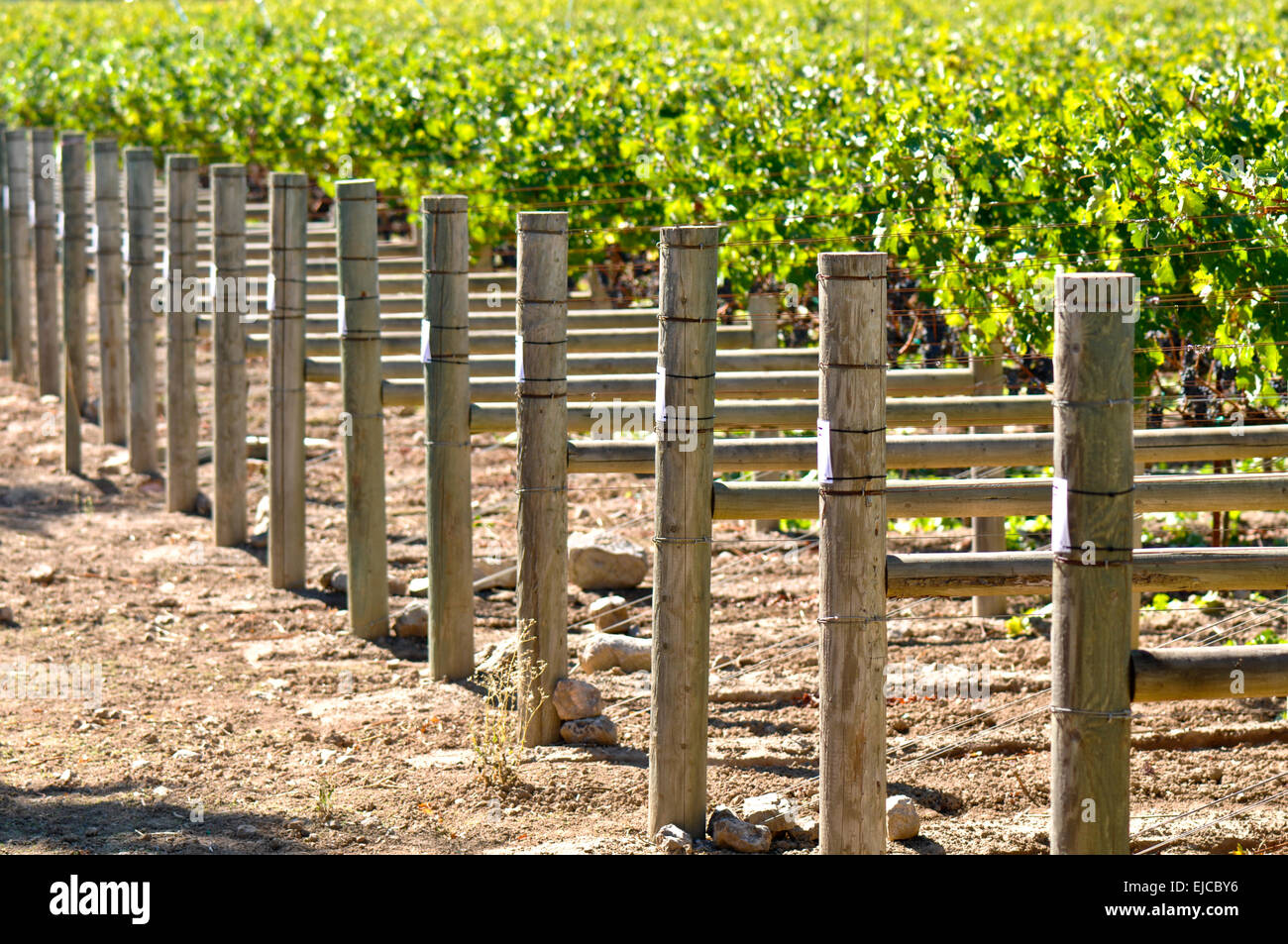 Rows of Grapes on the Vine Stock Photo - Alamy