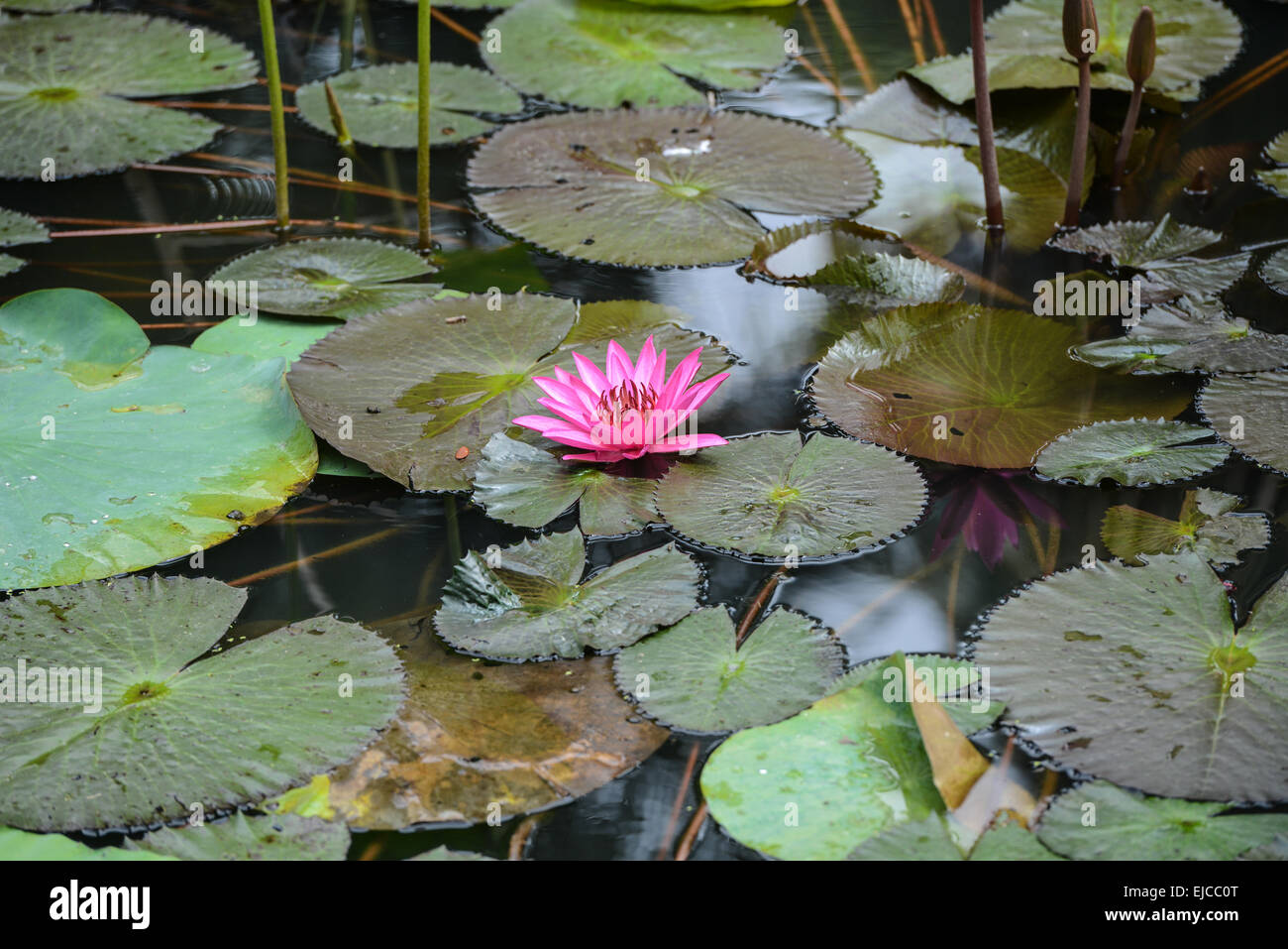 Indian lilly hi-res stock photography and images - Alamy