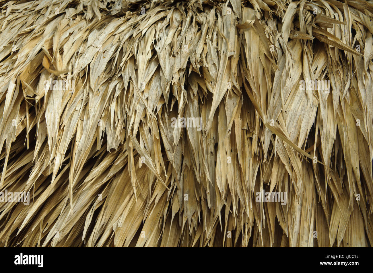Close up thatch roof hi-res stock photography and images - Alamy