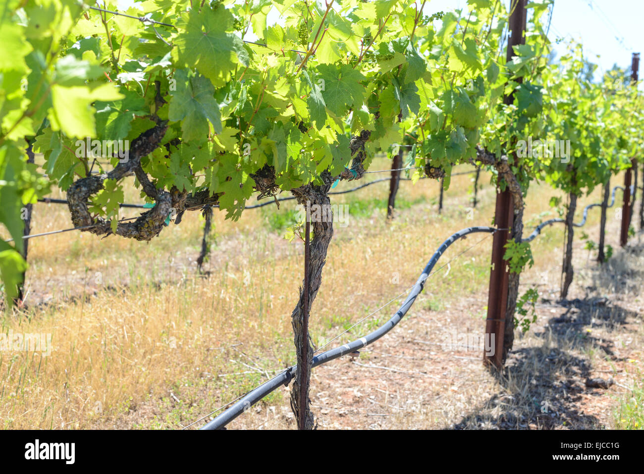 Grape Vine in Spring Napa Stock Photo - Alamy