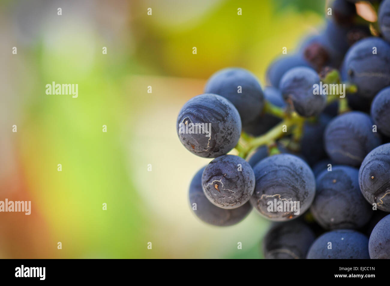 Red Grapes Close Up Stock Photo - Alamy