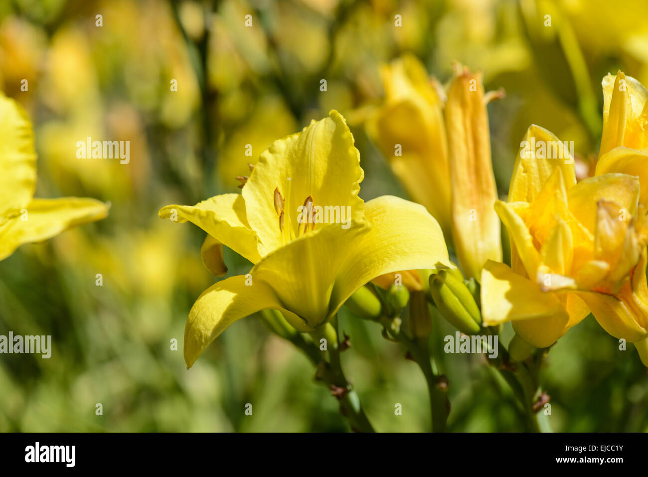 Yellow Lily in the Garden Stock Photo - Alamy