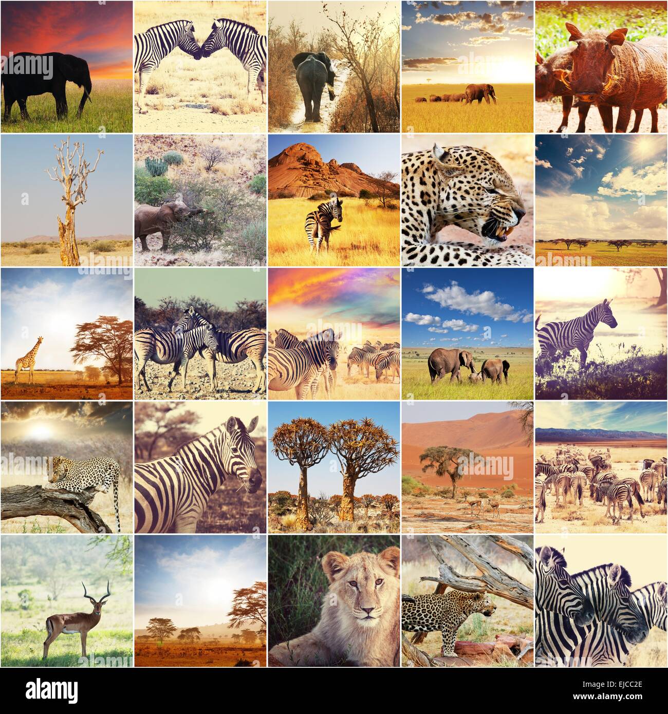 African desert collage hi-res stock photography and images - Alamy